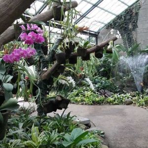 Kebun Raya Bogor | Harga Tiket, Jam Buka, Spot Foto, Fasilitas (Terbaru)